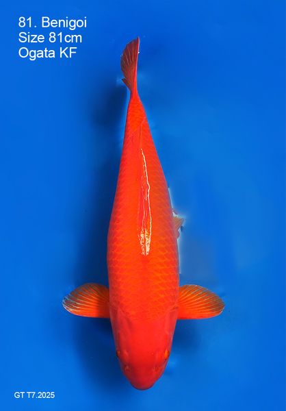 Benigoi 81 – KOILOVER