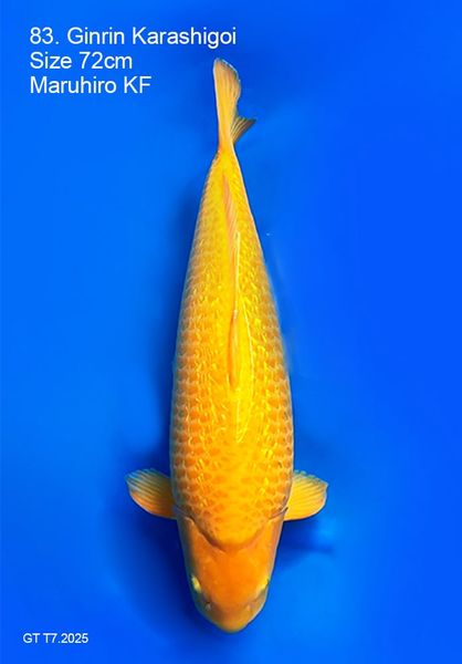 Kohaku 63 – KOILOVER