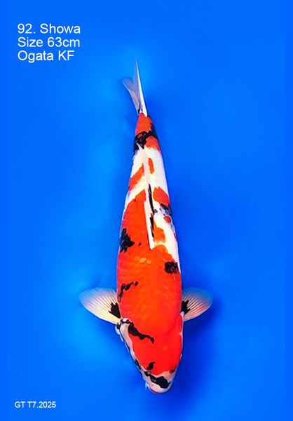 Showa 90 – KOILOVER