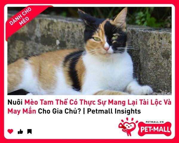 Nuôi Mèo Tam Thể Có Thực Sự Mang Lại Tài Lộc Và May Mắn Cho Gia Chủ ...