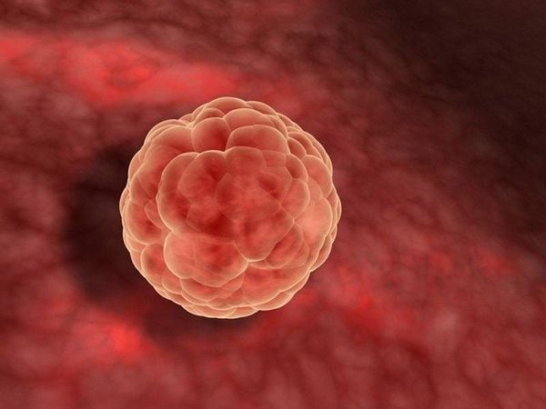 Pre-Embryo Transfer Diet To Increase Success Rate ivfholymothers