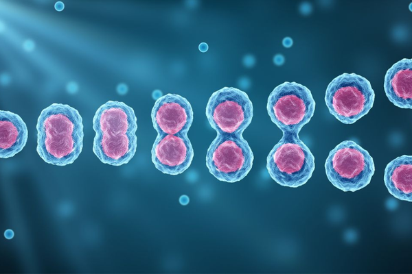 Stem Cell Technology and Its Role in Disease Treatment ivfholymothers