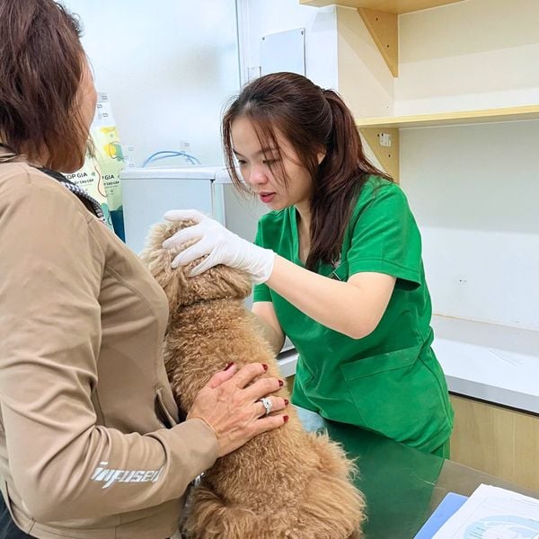 Bệnh Parvo Ở Chó: Nguyên Nhân – Triệu Chứng – Điều Trị Hiệu Quả – PetHealth