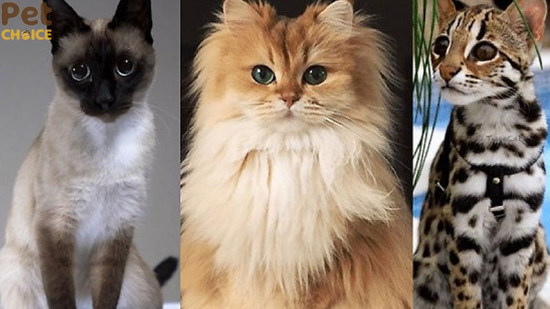Bảng giá mèo cảnh các loại cập nhật từ giống cao cấp đến giá rẻ – petchoice