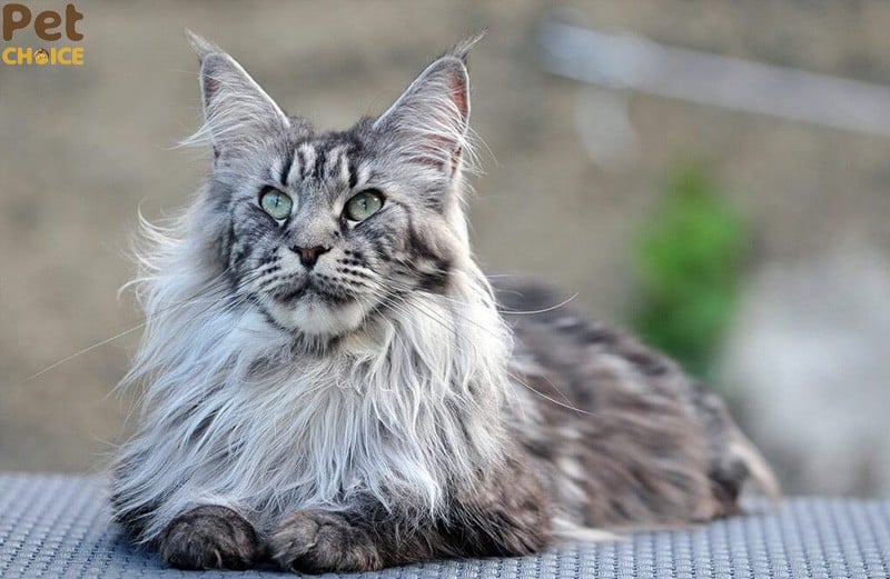 Mèo Maine Coon: nguồn gốc, đặc điểm và phân loại mèo mỹ lông dài ...