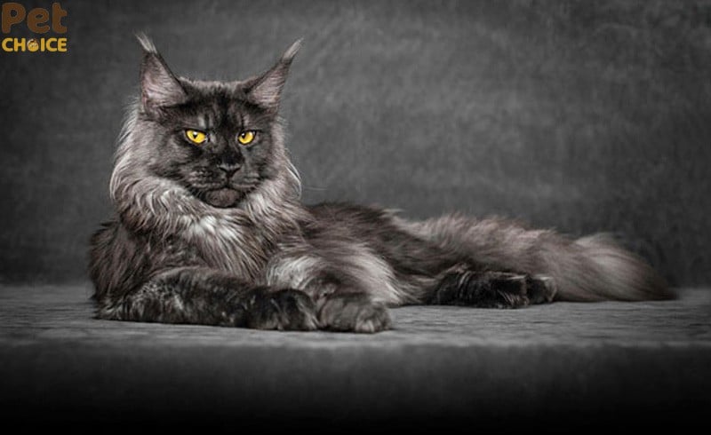 Mèo Maine Coon: nguồn gốc, đặc điểm và phân loại mèo mỹ lông dài ...
