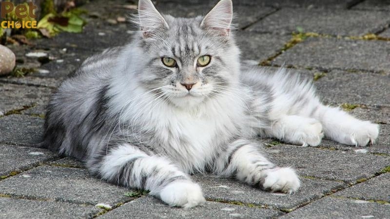 Mèo Maine Coon: nguồn gốc, đặc điểm và phân loại mèo mỹ lông dài ...