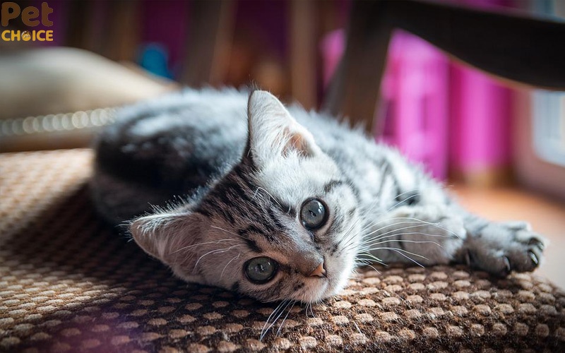 Mèo mướp: nguồn gốc, đặc điểm, phân loại và cách chăm sóc – petchoice