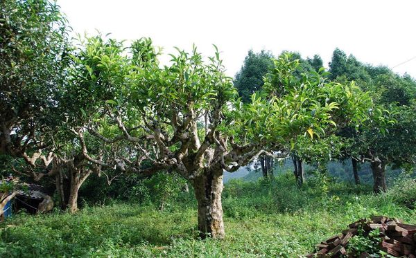 Cây Chè Thái Nguyên: Lịch Sử, Cách Trồng & Tác Dụng– CTY TNHH VUA TRÀ