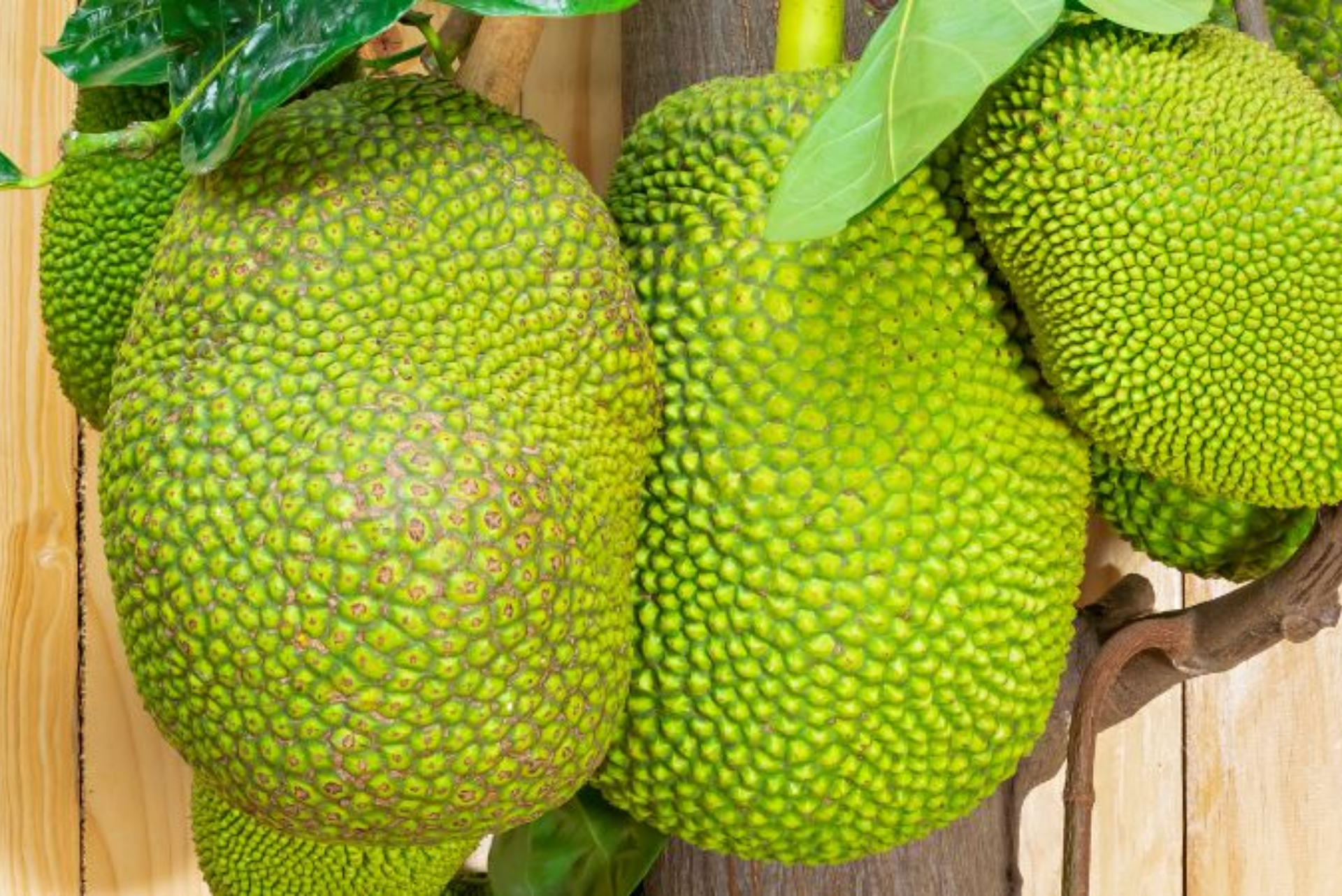 After Tet 2026, jackfruit prices plummet deeply and prolonged: What is ...