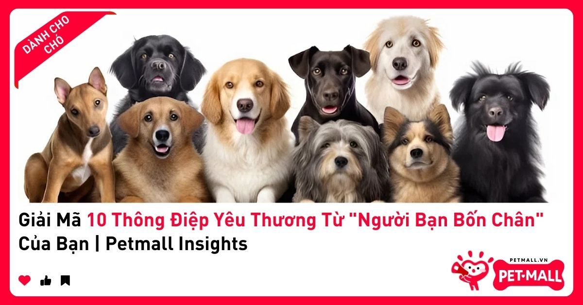 Giải Mã 10 Thông Điệp Yêu Thương Từ "Người Bạn Bốn Chân" Của Bạn | Pet ...