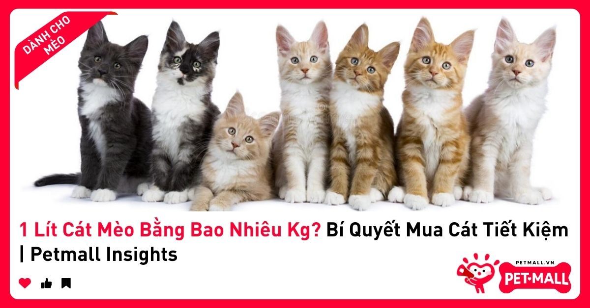 1 Lít Cát Mèo Bằng Bao Nhiêu Kg? Bí Quyết Mua Cát Tiết Kiệm | Petmall ...
