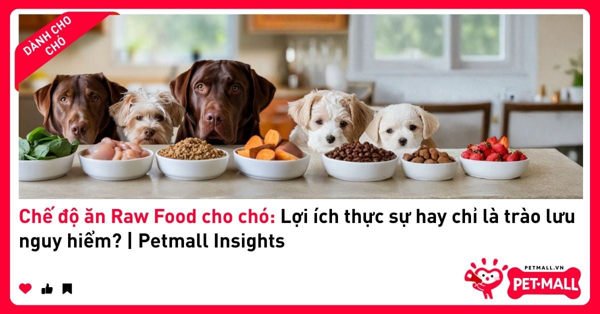 Chế độ ăn Raw Food cho chó: Lợi ích thực sự hay chỉ là trào lưu nguy h ...
