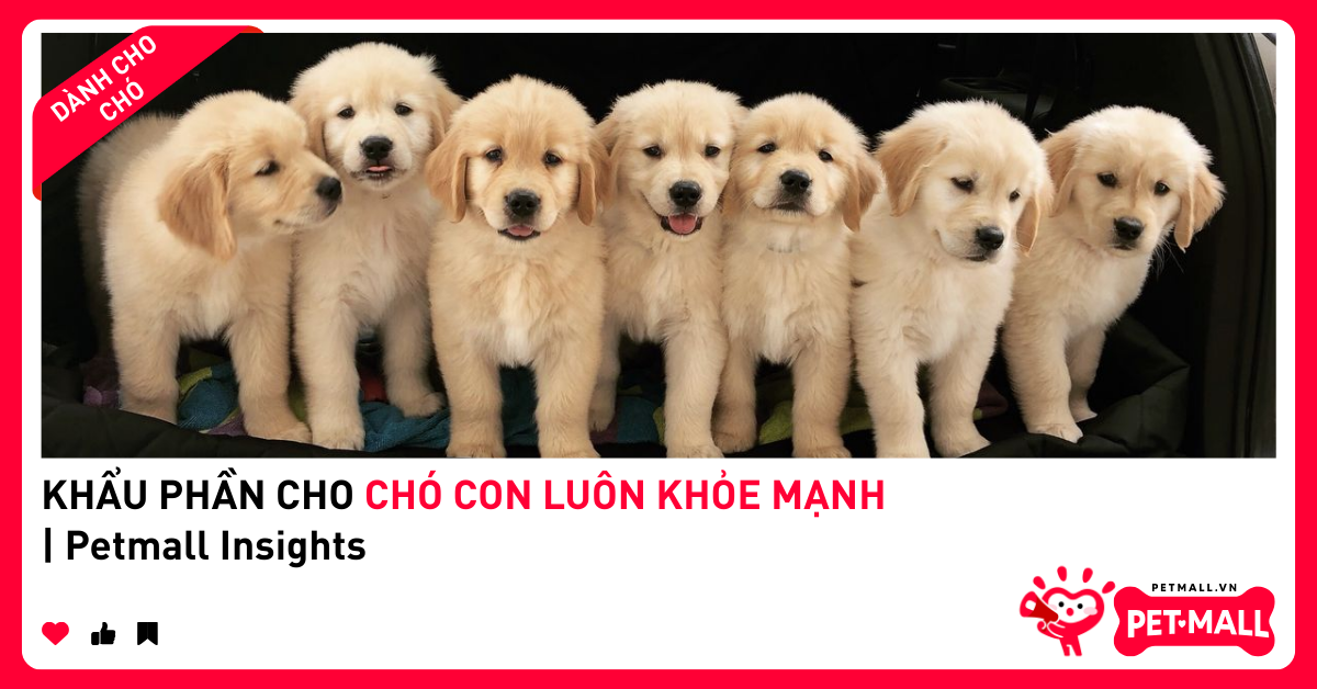KHẨU PHẦN CHO CHÓ CON LUÔN KHỎE MẠNH – Petmall.vn – Dịch Vụ Tốt Nhất ...