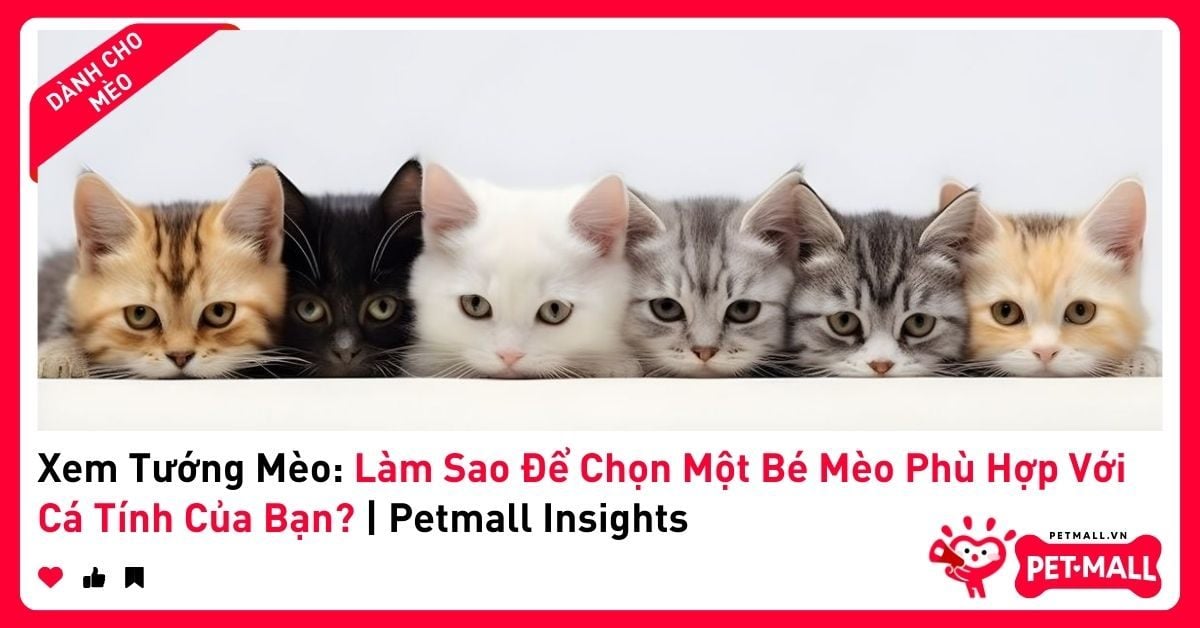 Xem Tướng Mèo: Làm Sao Để Chọn Một Bé Mèo Phù Hợp Với Cá Tính Của Bạn ...