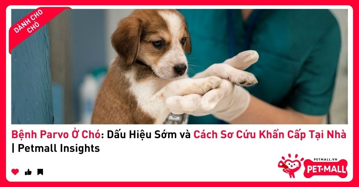 Bệnh Parvo Ở Chó: Dấu Hiệu Sớm và Cách Sơ Cứu Khẩn Cấp Tại Nhà | Petma ...