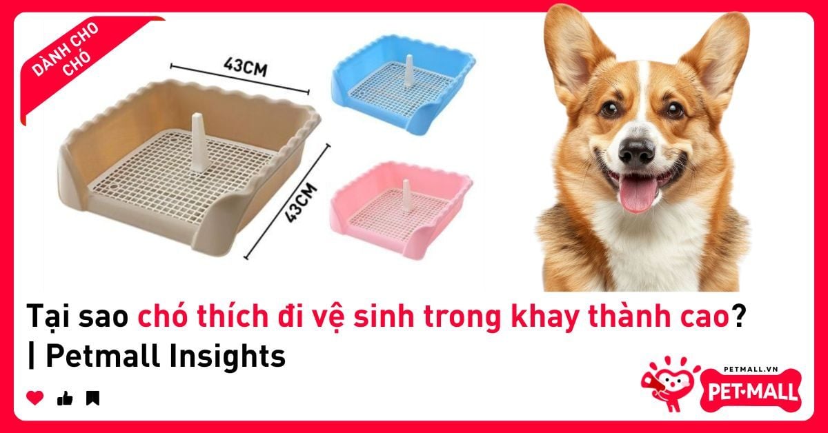 Tại sao chó thích đi vệ sinh trong khay thành cao? | Petmall Insights ...