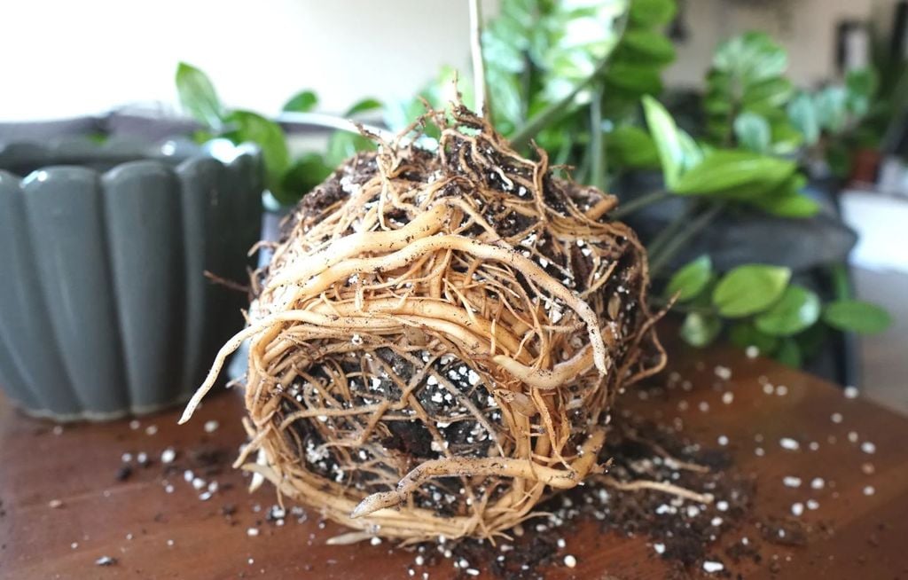 How to Know When It’s Time to Repot Your Plant Babies – Aurora Pots