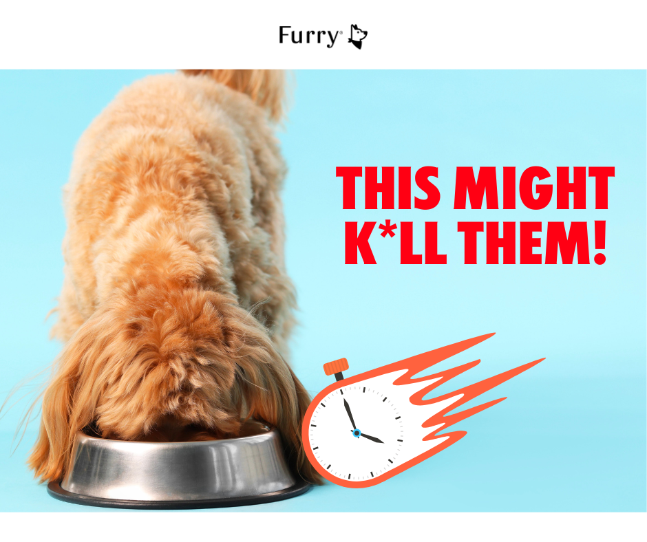 Why Do Dogs Eat So Fast? The Surprising Truth Behind It! – Furry