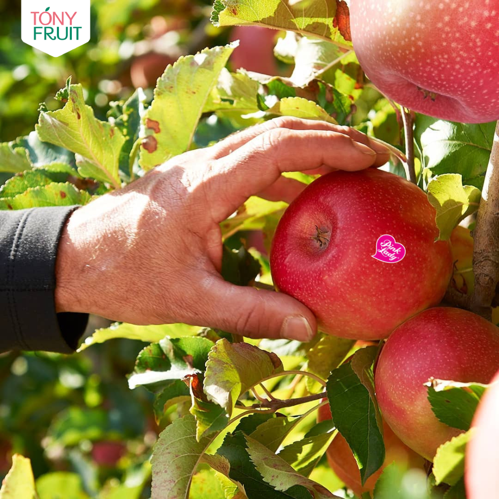 Top 10 loại táo ngon nhất thế giới – Tonyfruit