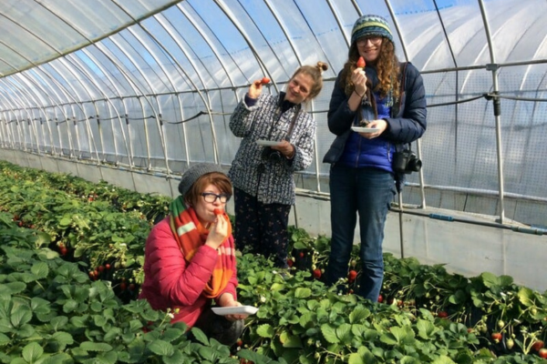 Dâu tây công nghệ cao mở hướng du lịch nông nghiệp – Cộng đồng nông dân ...