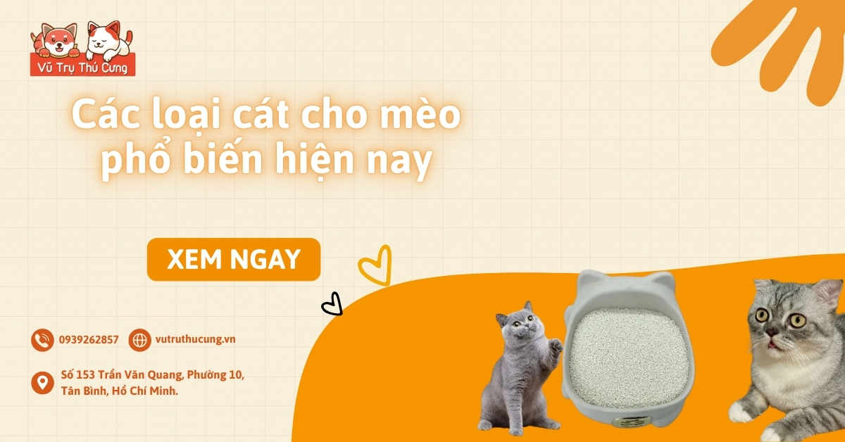 Các loại cát cho mèo phổ biến hiện nay – Vũ Trụ Thú Cưng
