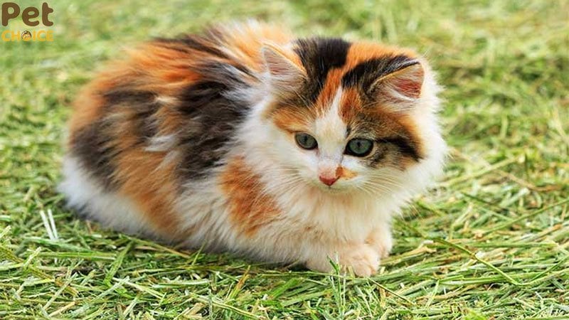 Tên các loại mèo cảnh đẹp, dễ nuôi và phổ biến nhất hiện nay – petchoice
