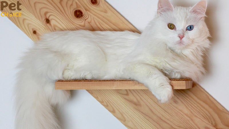 Mèo angora Thổ Nhĩ Kỳ: nguồn gốc, đặc điểm và giá bán giống – petchoice