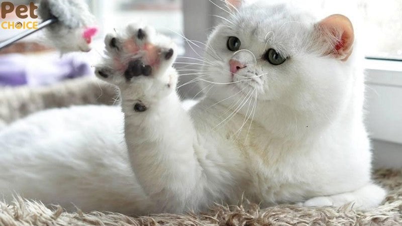 Mèo có mấy ngón chân? Mèo nhiều ngón là bị gì? – petchoice