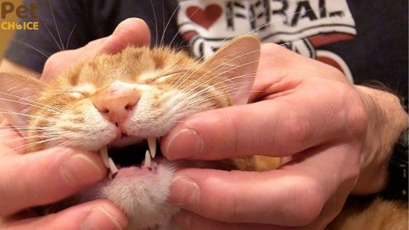 Mèo có thay răng không? Mèo thay răng khi nào? – petchoice