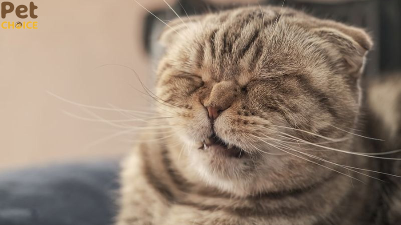 Mèo sợ mùi gì? Điểm danh 9 mùi hương boss ghét nhất – petchoice