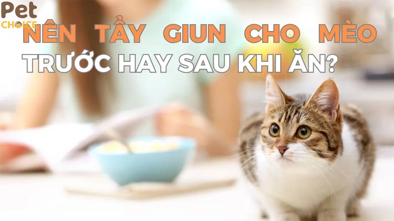 Tẩy giun cho mèo trước hay sau khi ăn? Thời gian nào tốt nhất? – petchoice