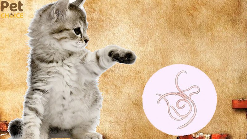 Thuốc tẩy giun cho mèo con 2 tháng tuổi và cách sử dụng – petchoice