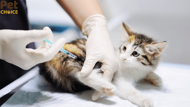 TOP 3 thuốc tẩy giun cho mèo dạng nước phổ biến và hiệu quả – petchoice