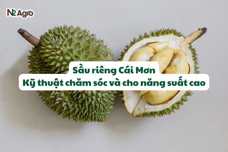 Sầu riêng Cái Mơn - Kỹ thuật chăm sóc và cho năng suất cao – N2 Agro ...