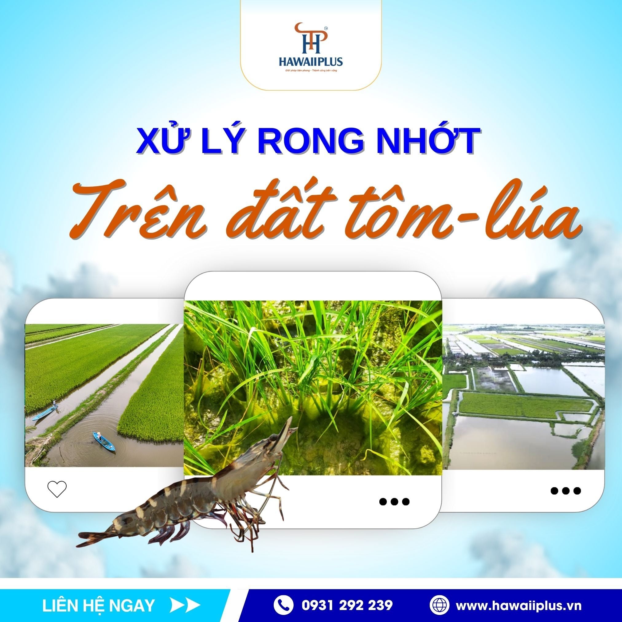 XỬ LÝ RONG NHỚT TRÊN ĐẤT TÔM LÚA – HAWAII PLUS