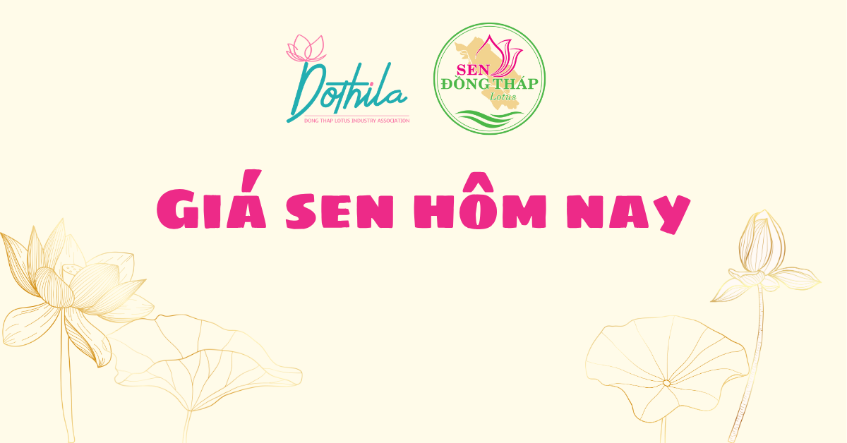 Thông tin Giá sen hôm nay ngày 27-10-2025 – Ngành Hàng Sen