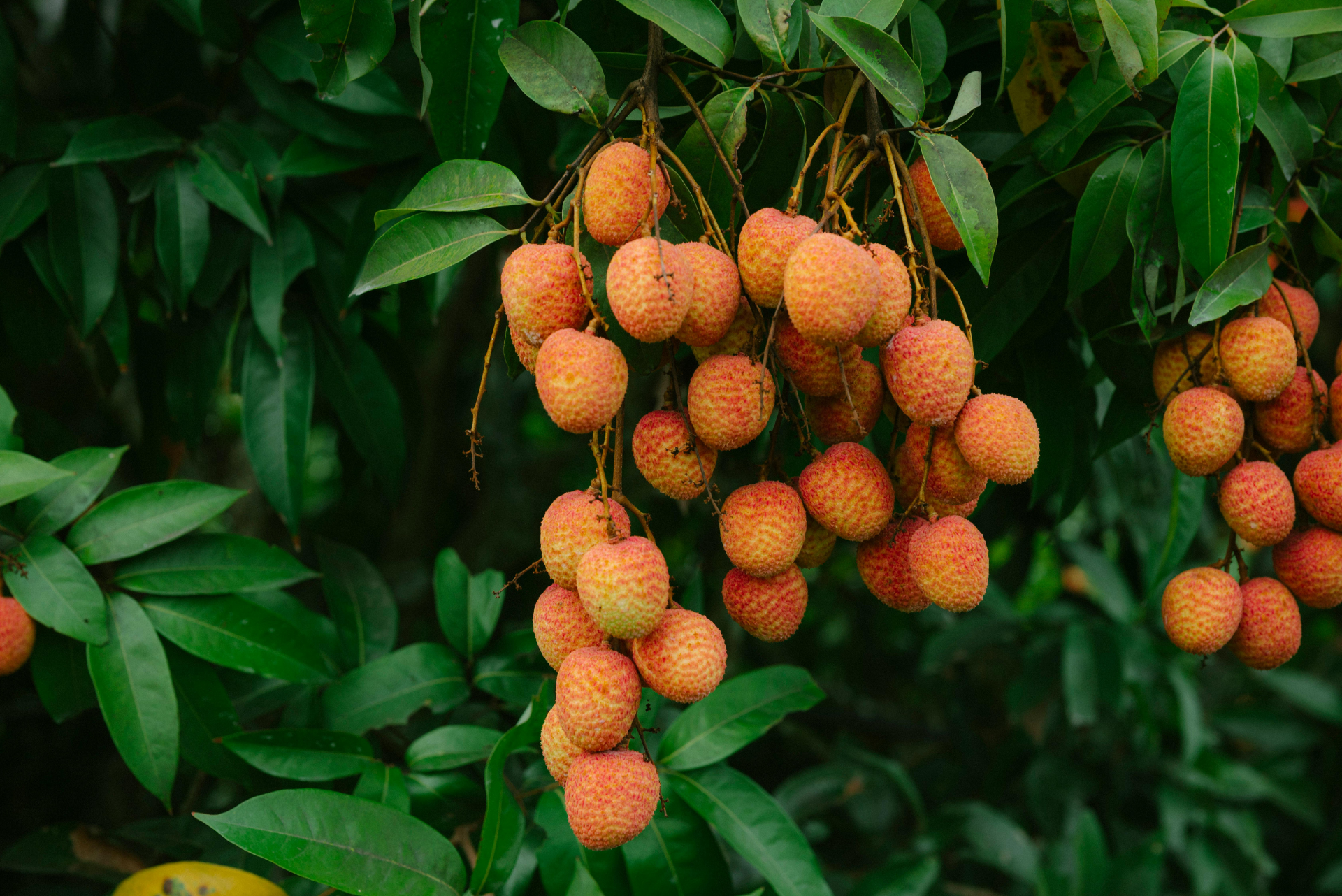 Lychee prices "dance," enterprises worry about severe shortages for ex ...