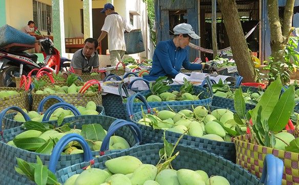 TOAN PHAT - Focus on "raising standards" to stop the decline in fruit ...