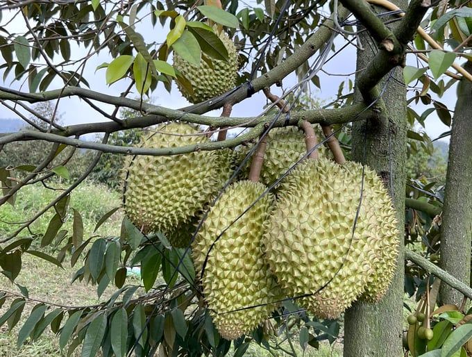 TOAN PHAT - Durian exports boom, aiming for 3.5 billion USD – Toàn Phát ...