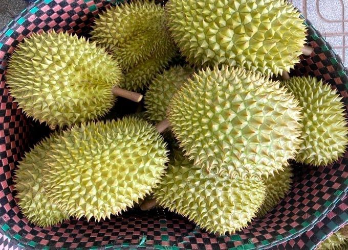 TOAN PHAT - Durian exports boom, aiming for 3.5 billion USD – Toàn Phát ...