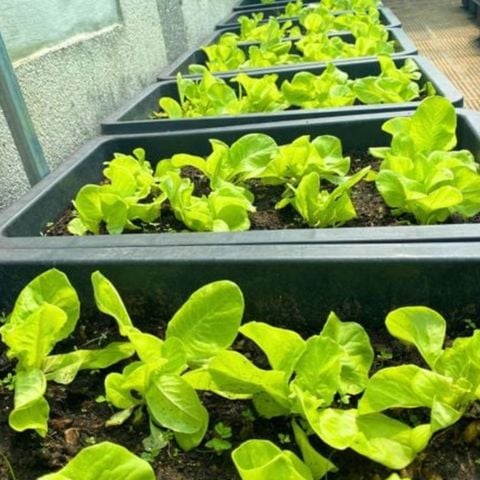 Chậu Trồng Rau Thông Minh 67x42x16cm - Nhựa PP bền màu, thoát nước tốt