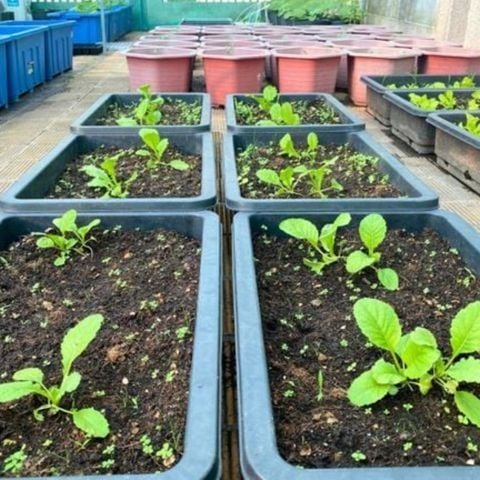 Chậu Trồng Rau Thông Minh 67x42x16cm - Nhựa PP bền màu, thoát nước tốt