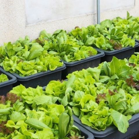 Chậu Trồng Rau Thông Minh 67x42x16cm - Nhựa PP bền màu, thoát nước tốt