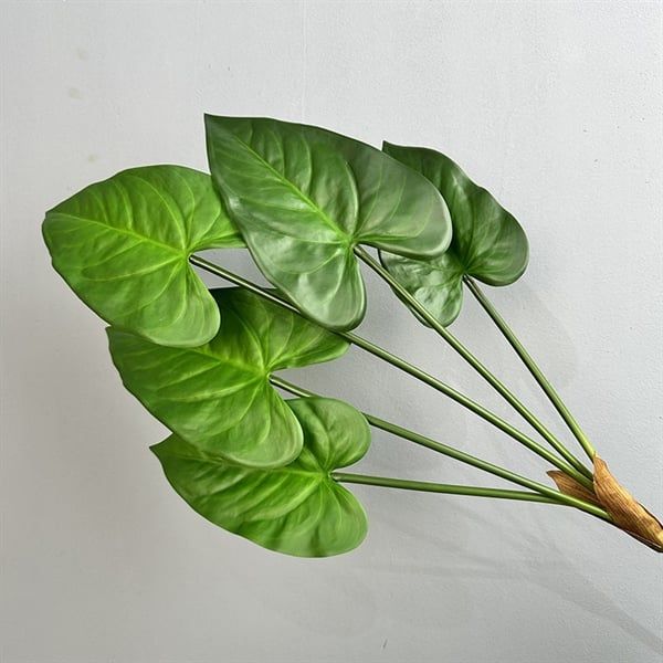 Cây Môn Tai Phật Cao Su Cao Câp 70 Cm – CaHoGi