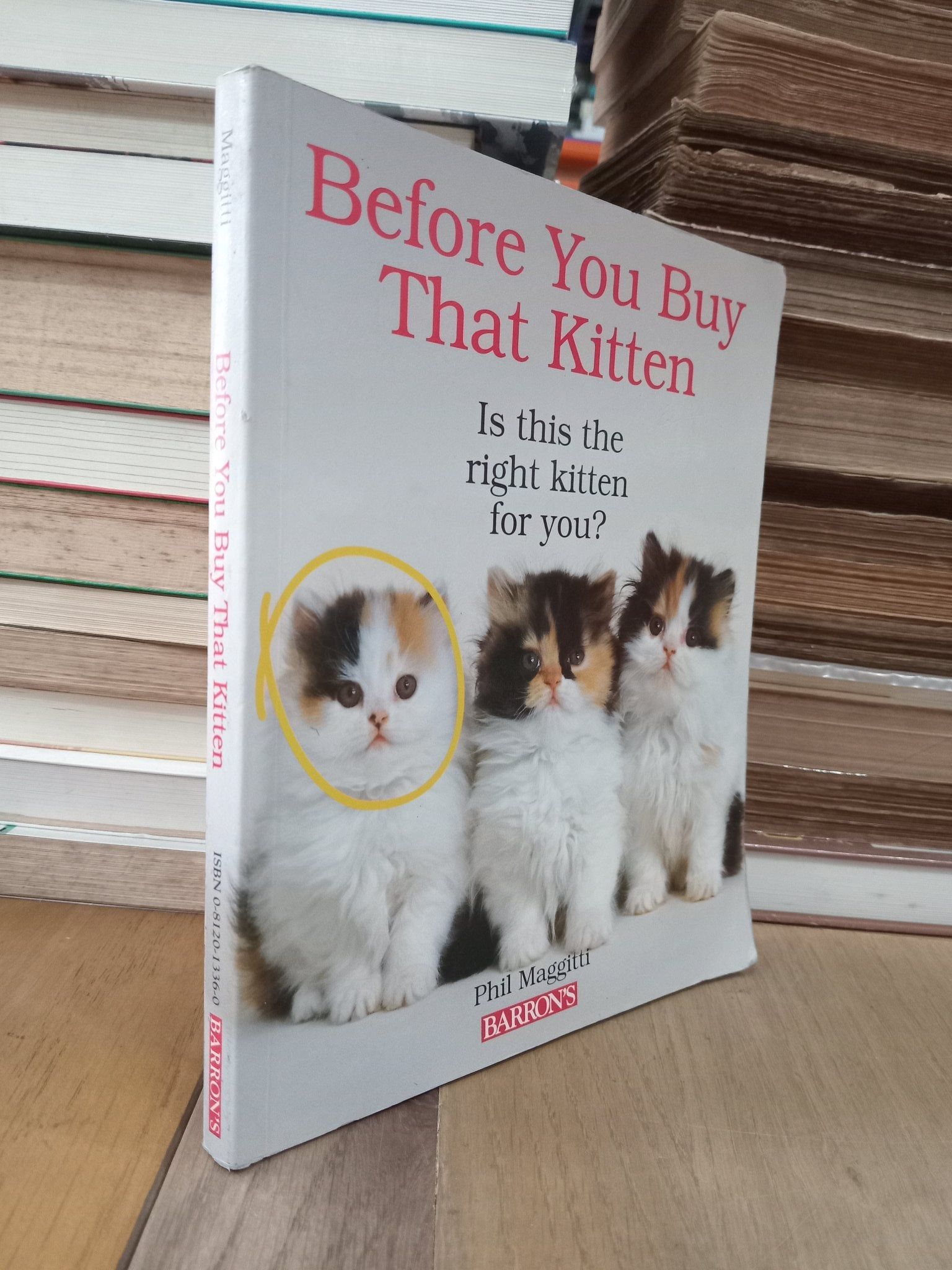 Before you buy that kitten - Phil Maggitti – Momo Bookstore