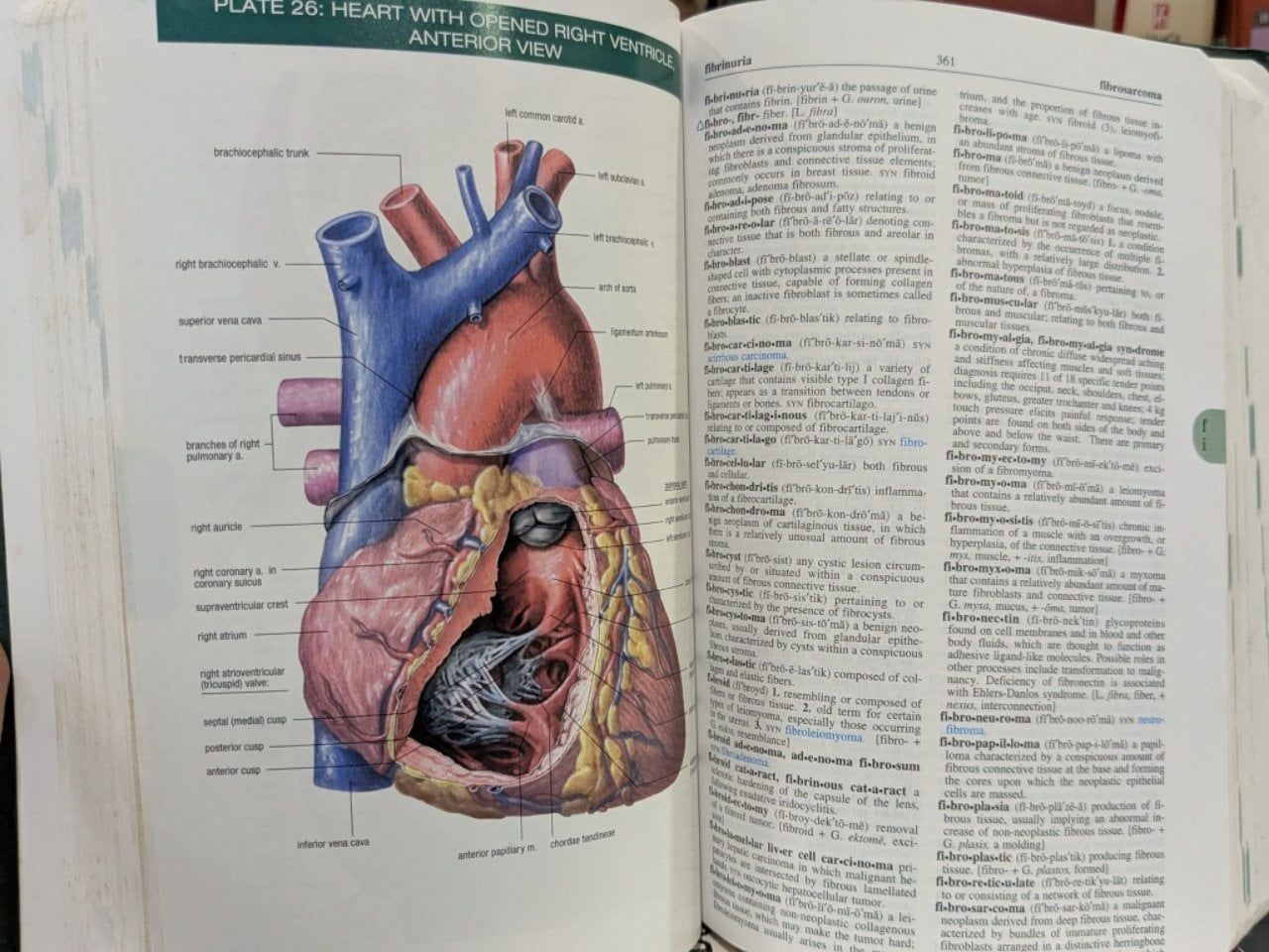 Stedman's Concise Medical Dictionary for the Healthy Professions – Momo ...