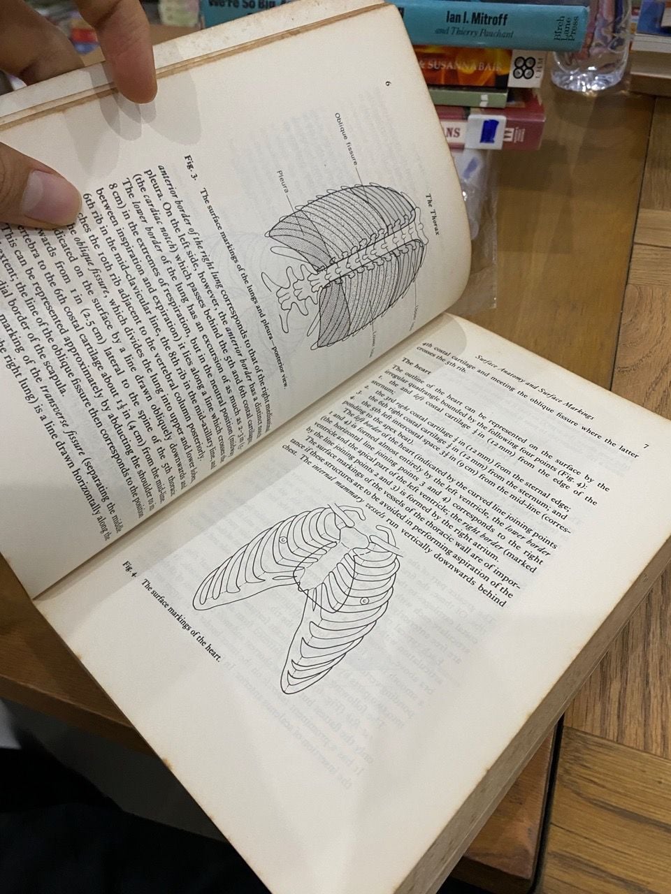 Clinical Anatomy - Harold Ellis – Momo Bookstore