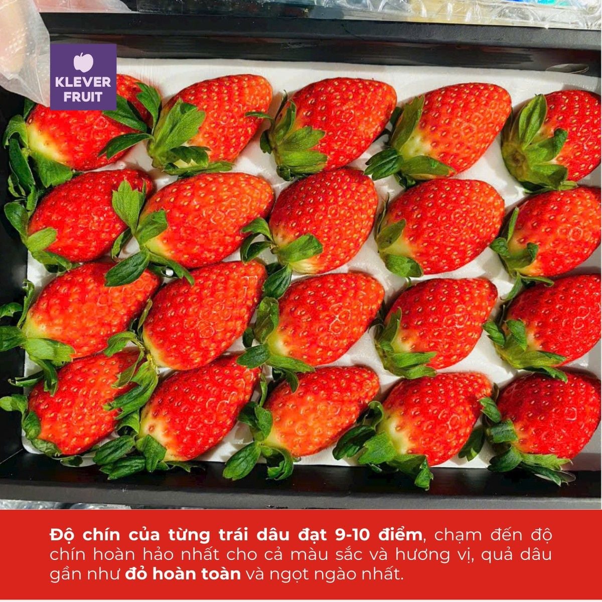Dâu Tây Hàn Quốc VIP - Trái Cây Cao Cấp Nhập Khẩu tại Klever Fruit
