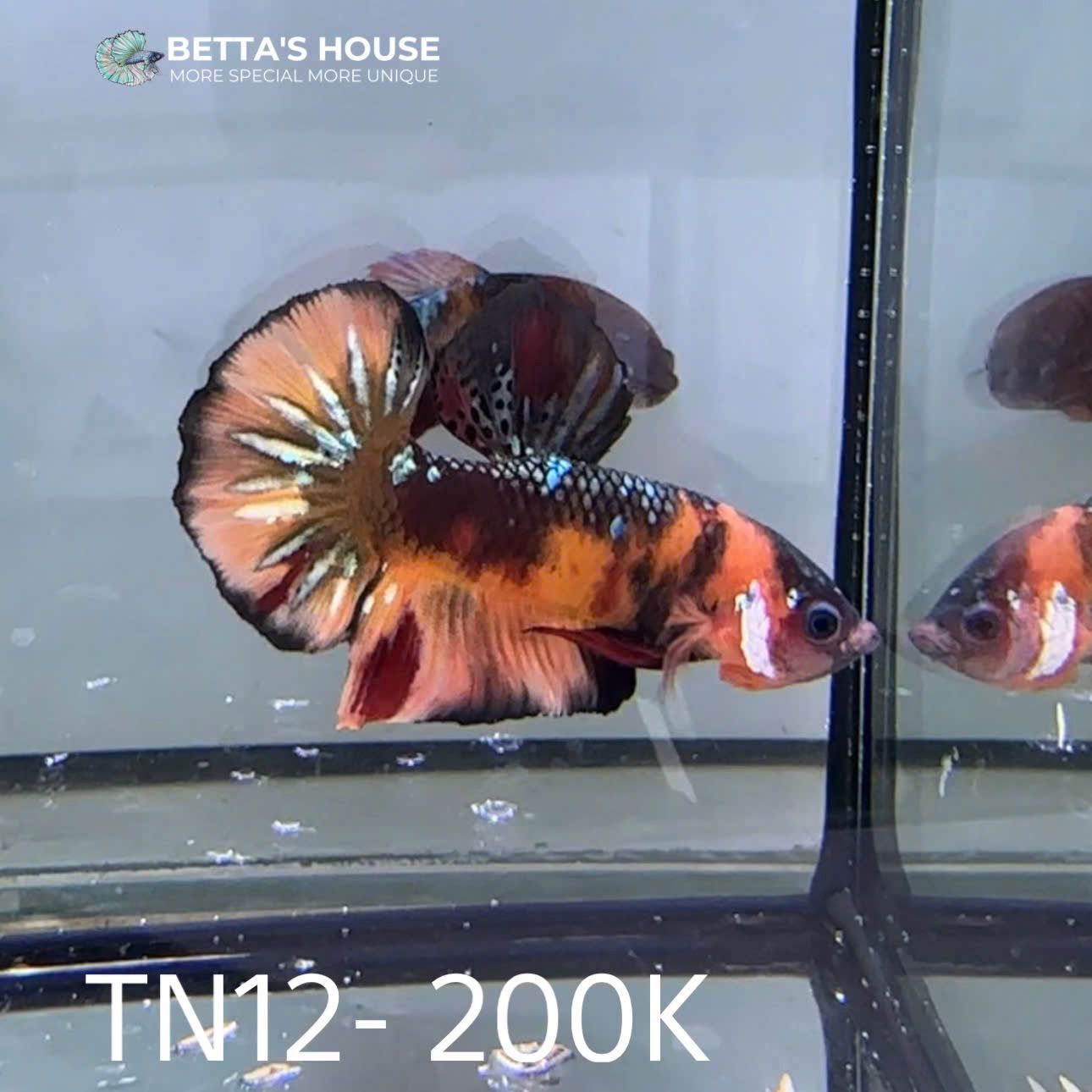 TN12 Cá Trống Nemo Koi Galaxy Betta (Male Nemo Koi Galaxy Betta Fish) – Betta's House - Cửa hàng ...